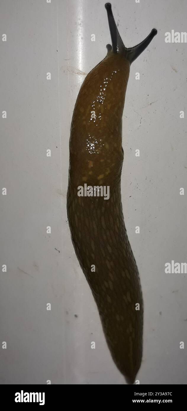 Yellow Cellar Slug (Limacus flavus) Mollusca Stock Photo - Alamy