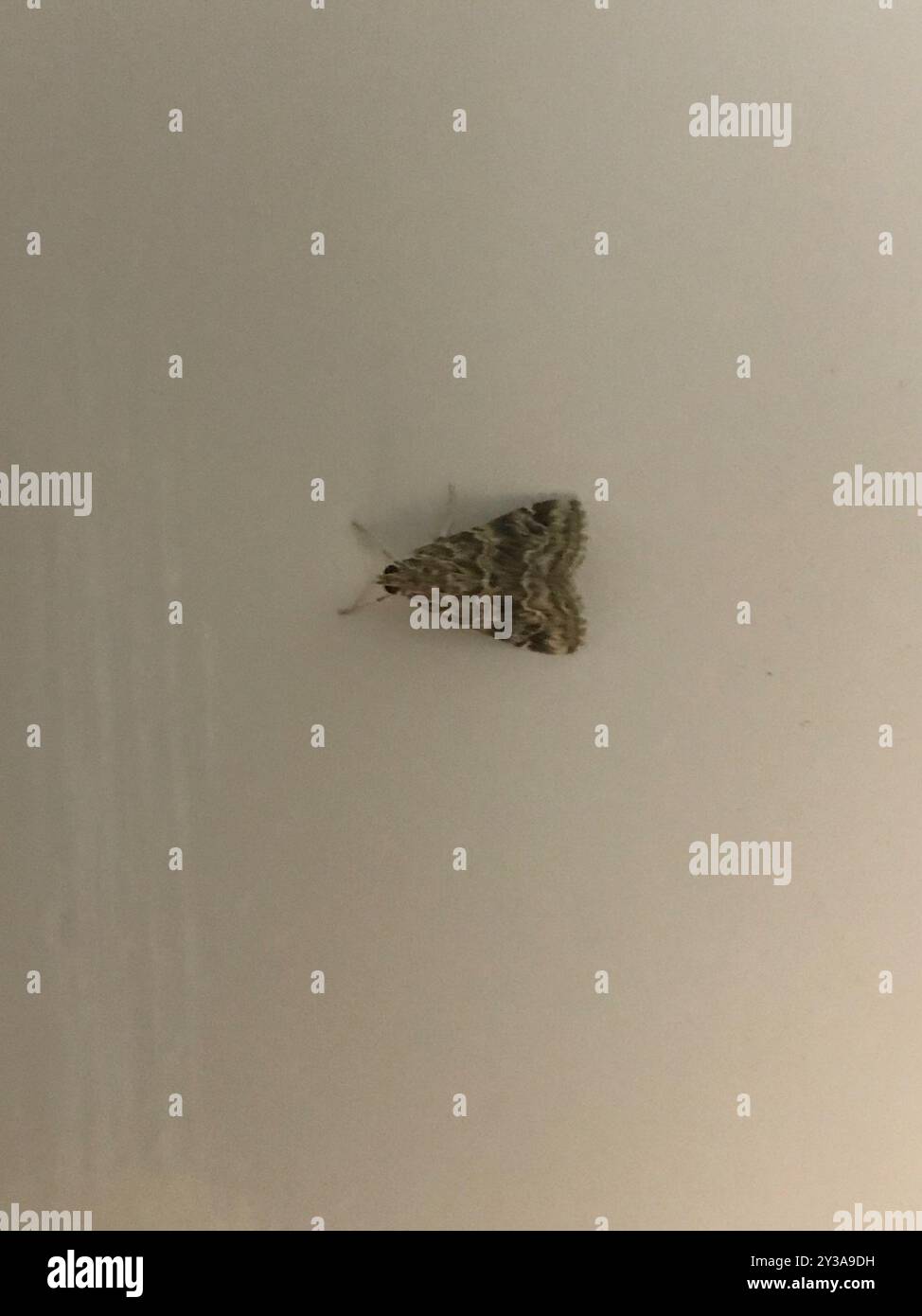 Old World Webworm (Hellula undalis) Insecta Stock Photo - Alamy