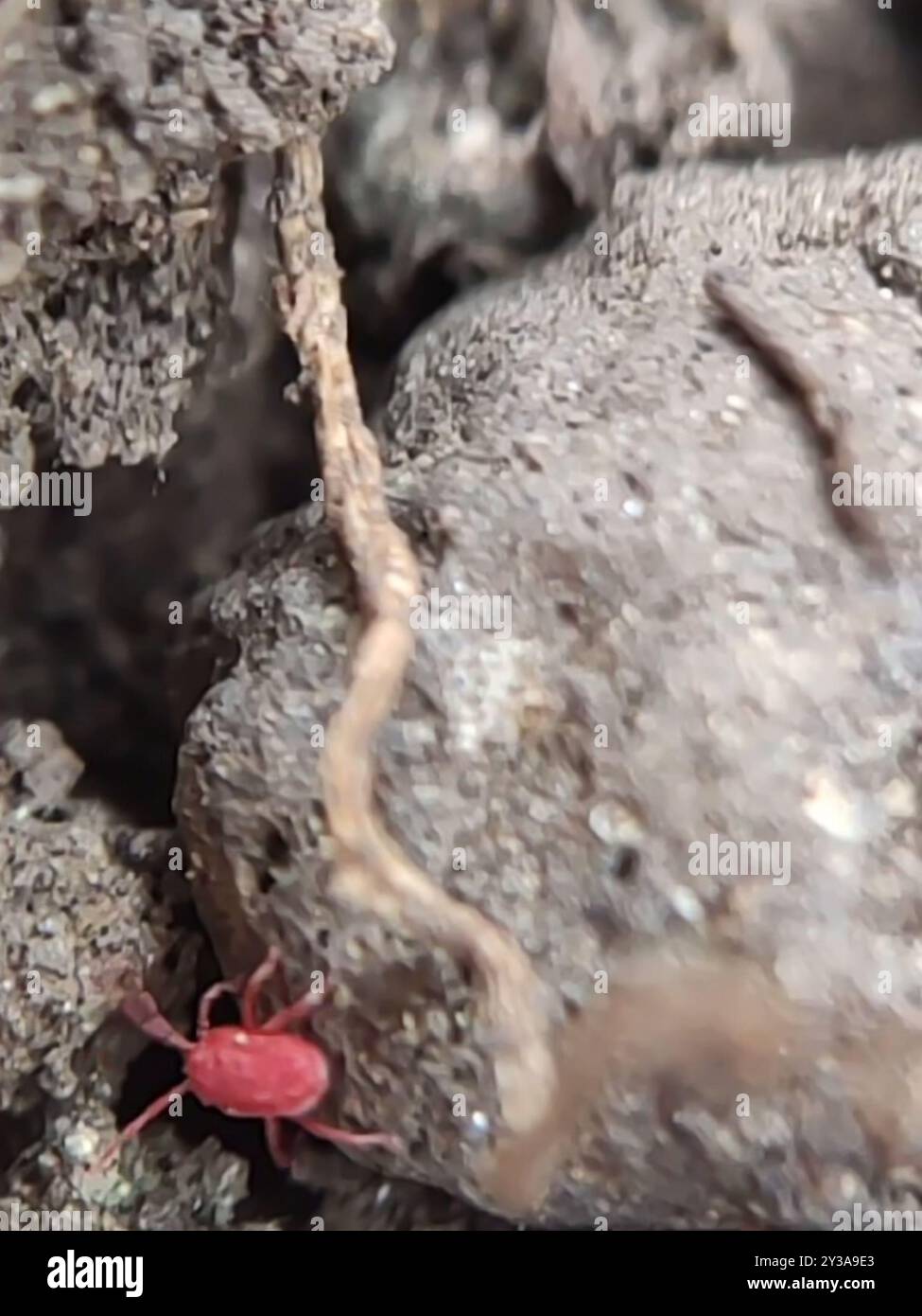 Sidewalk Mites (Balaustium) Arachnida Stock Photo - Alamy
