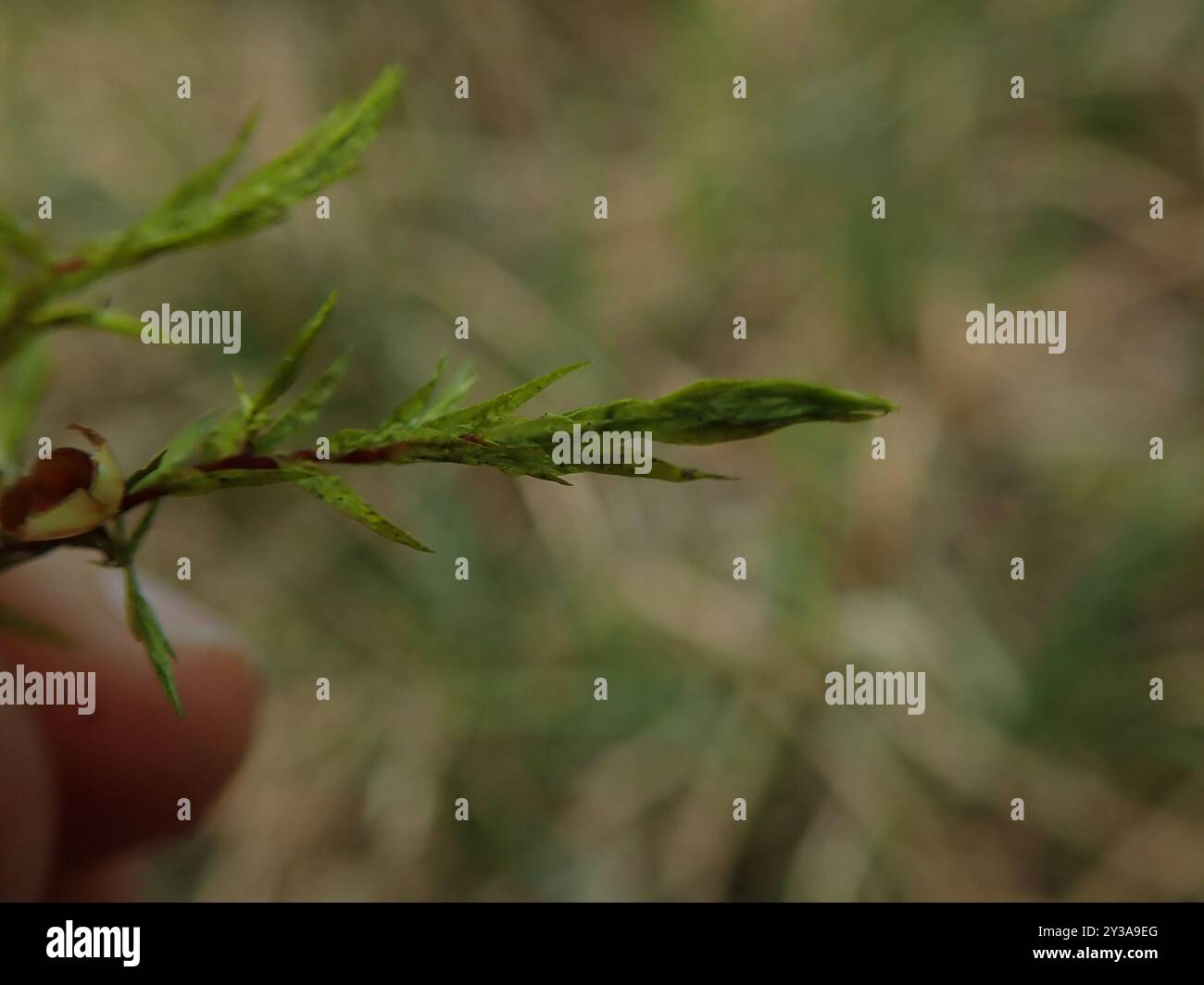 Willow Moss (Fontinalis antipyretica) Plantae Stock Photo - Alamy
