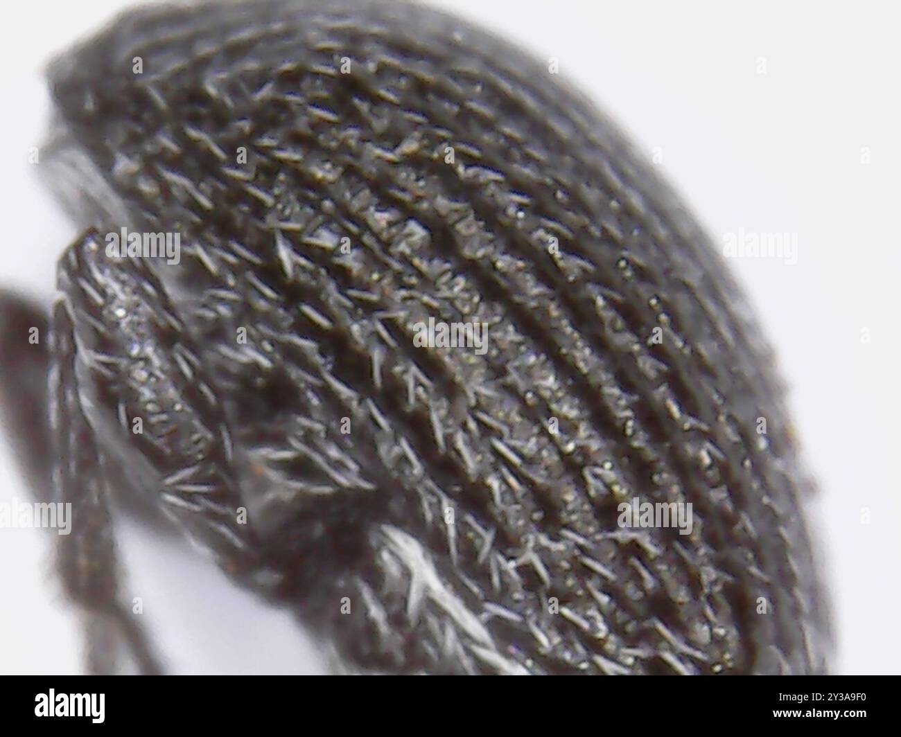 Birch Catkin Weevil (Betulapion simile) Insecta Stock Photo - Alamy
