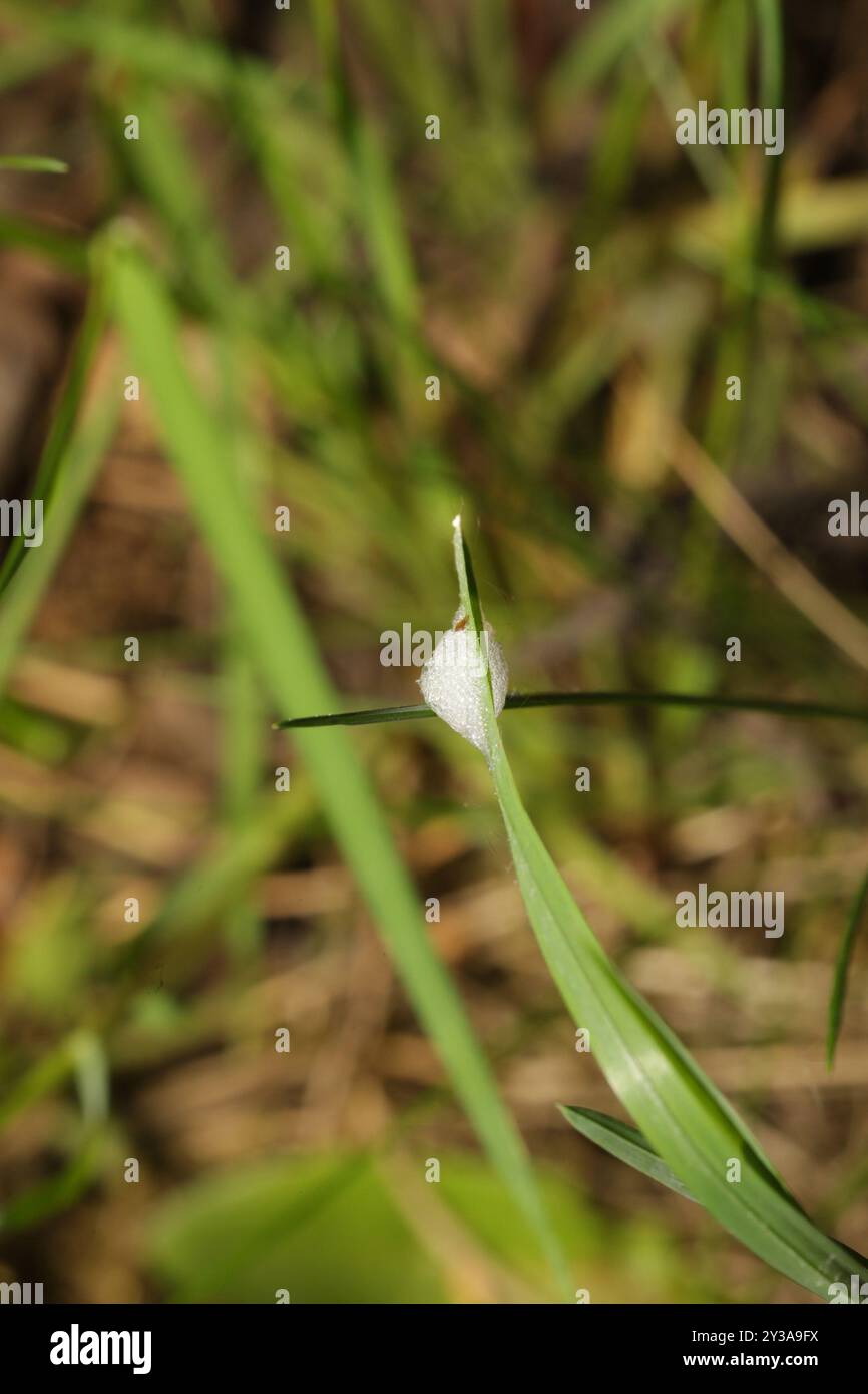 Lined Spittlebug (Neophilaenus lineatus) Insecta Stock Photo - Alamy