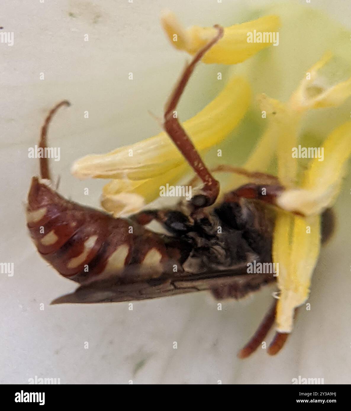 Nomad Bees (Nomada) Insecta Stock Photo - Alamy