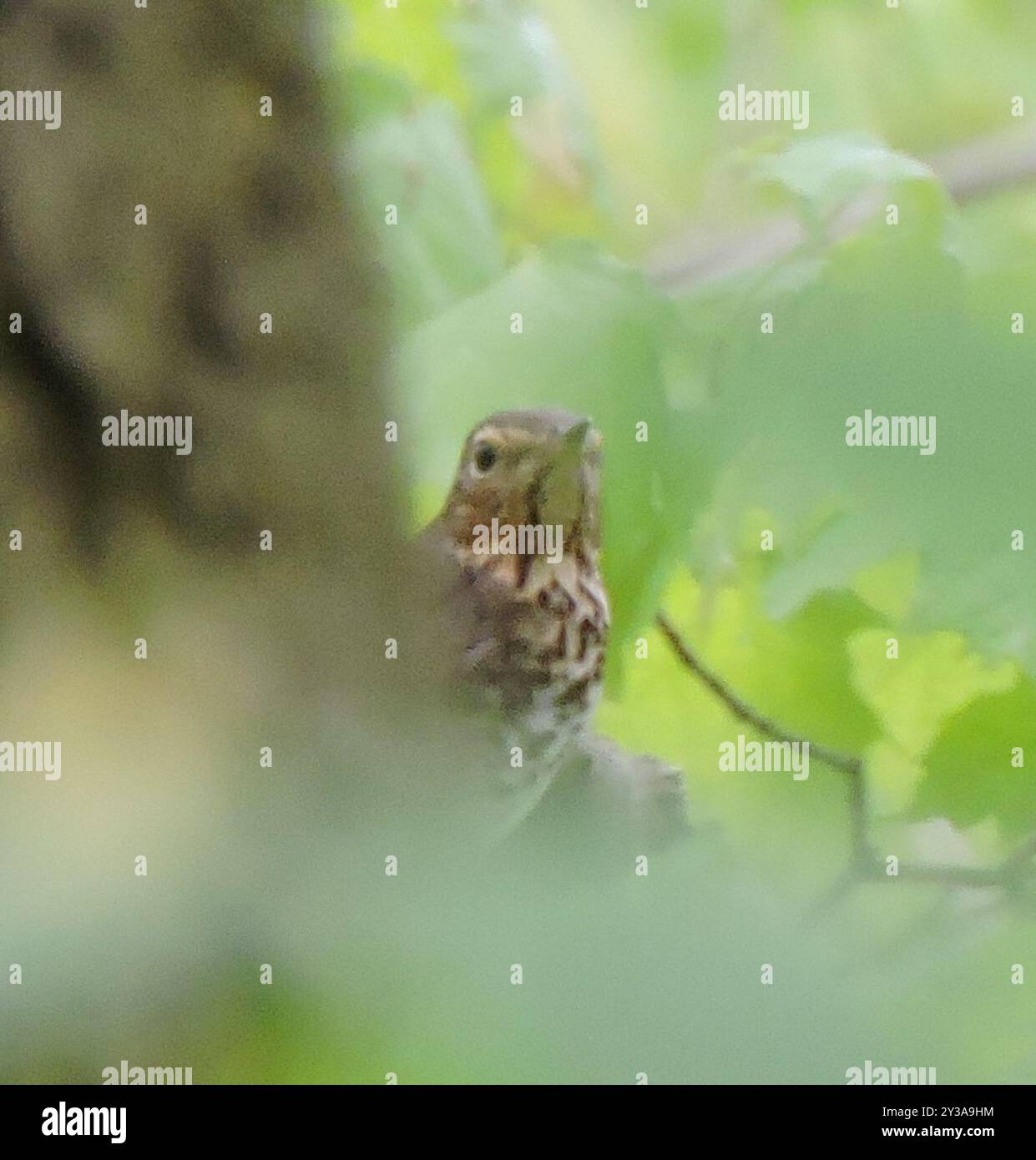 Swainson's Thrush (Catharus ustulatus) Aves Stock Photo - Alamy