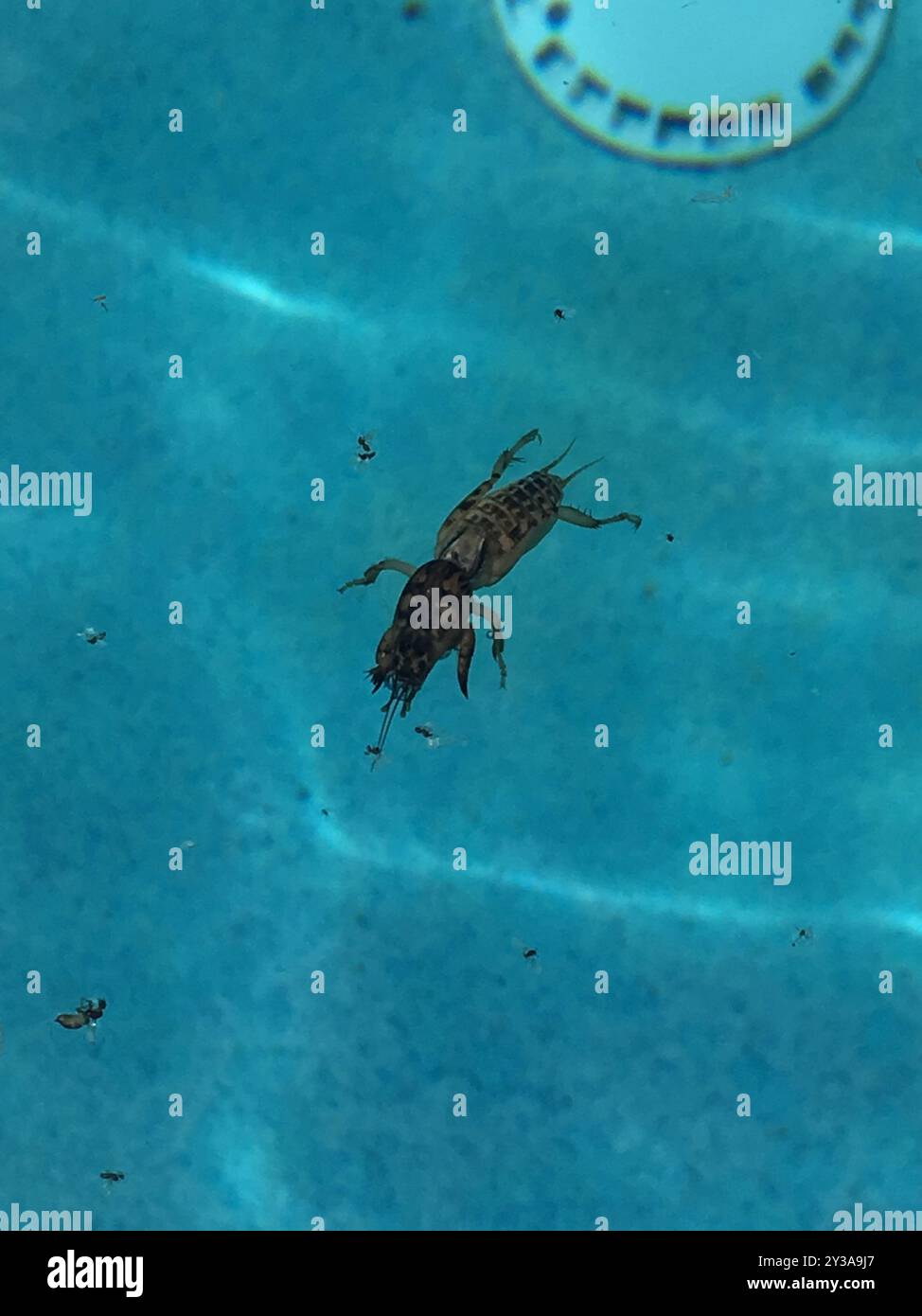 Lesser Short-winged Mole Cricket (Neoscapteriscus abbreviatus) Insecta ...