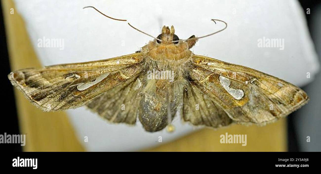 Bilobed Looper Moth (Megalographa biloba) Insecta Stock Photo - Alamy