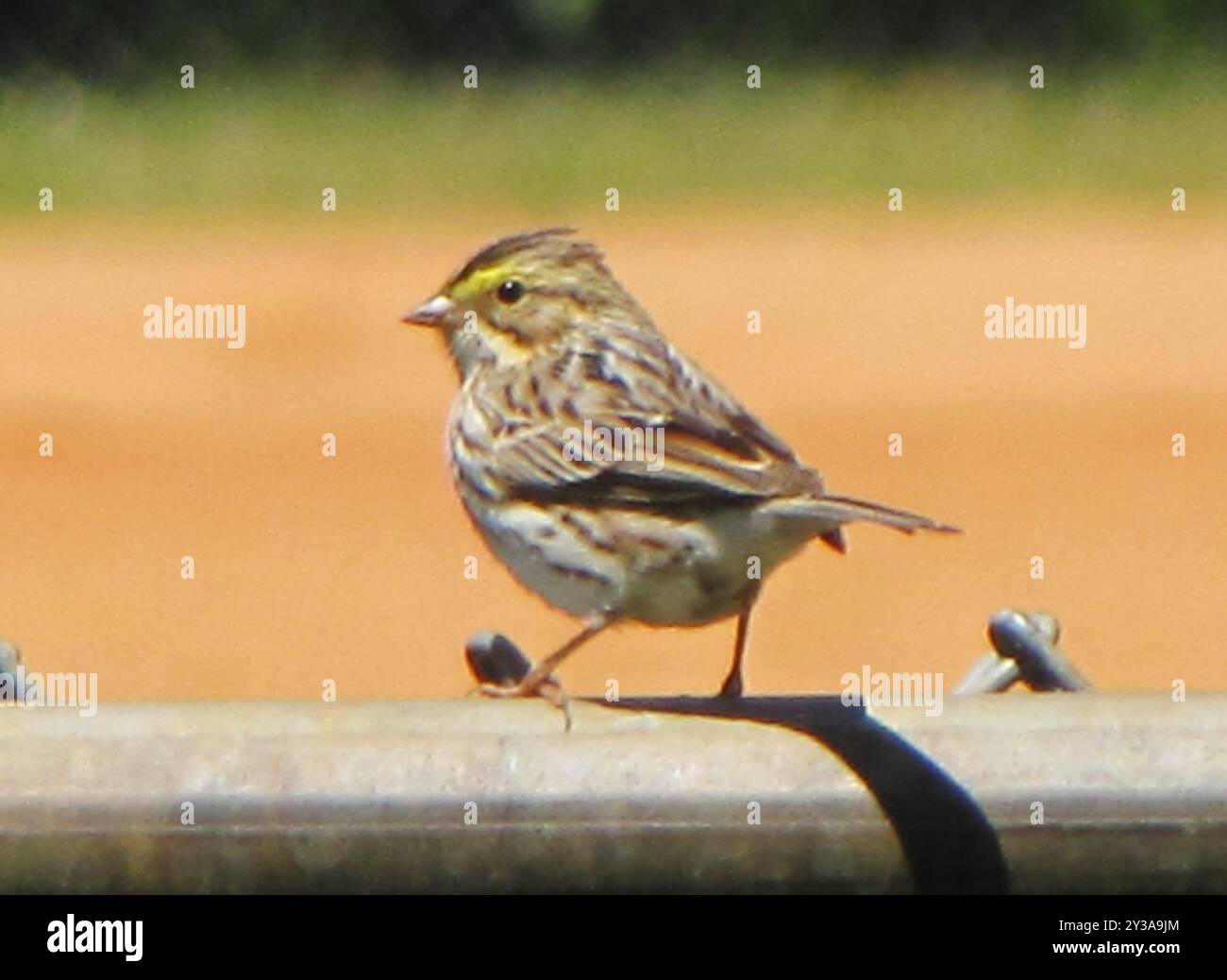 Savannah Sparrow (Passerculus sandwichensis) Aves Stock Photo - Alamy