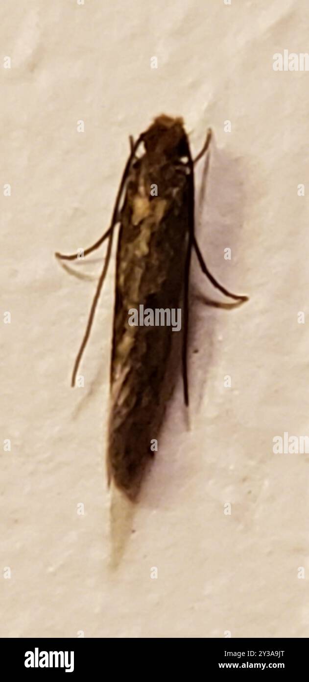 Case-bearing Clothes Moth (Tinea pellionella) Insecta Stock Photo - Alamy