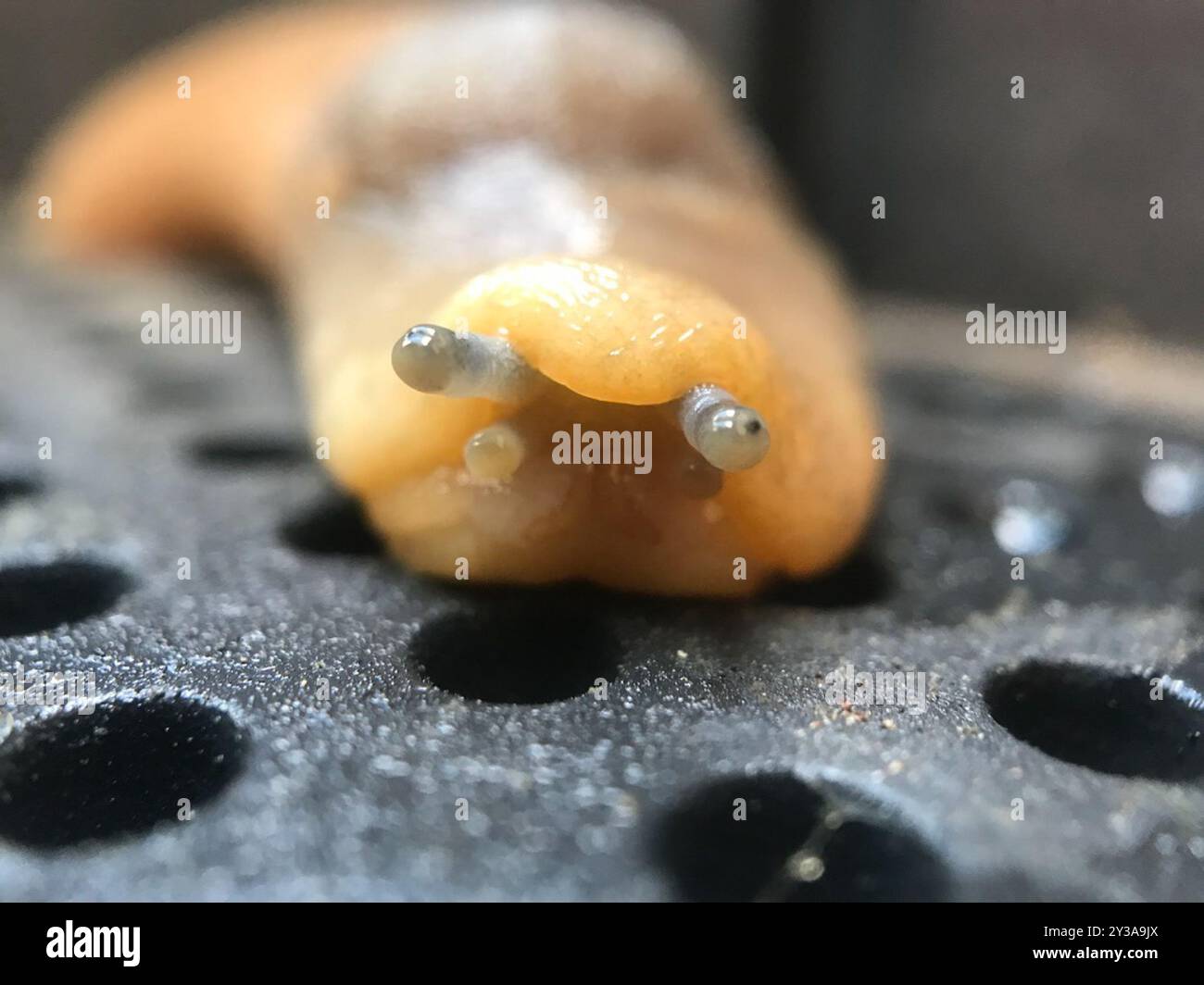 Yellow Cellar Slug (Limacus flavus) Mollusca Stock Photo - Alamy