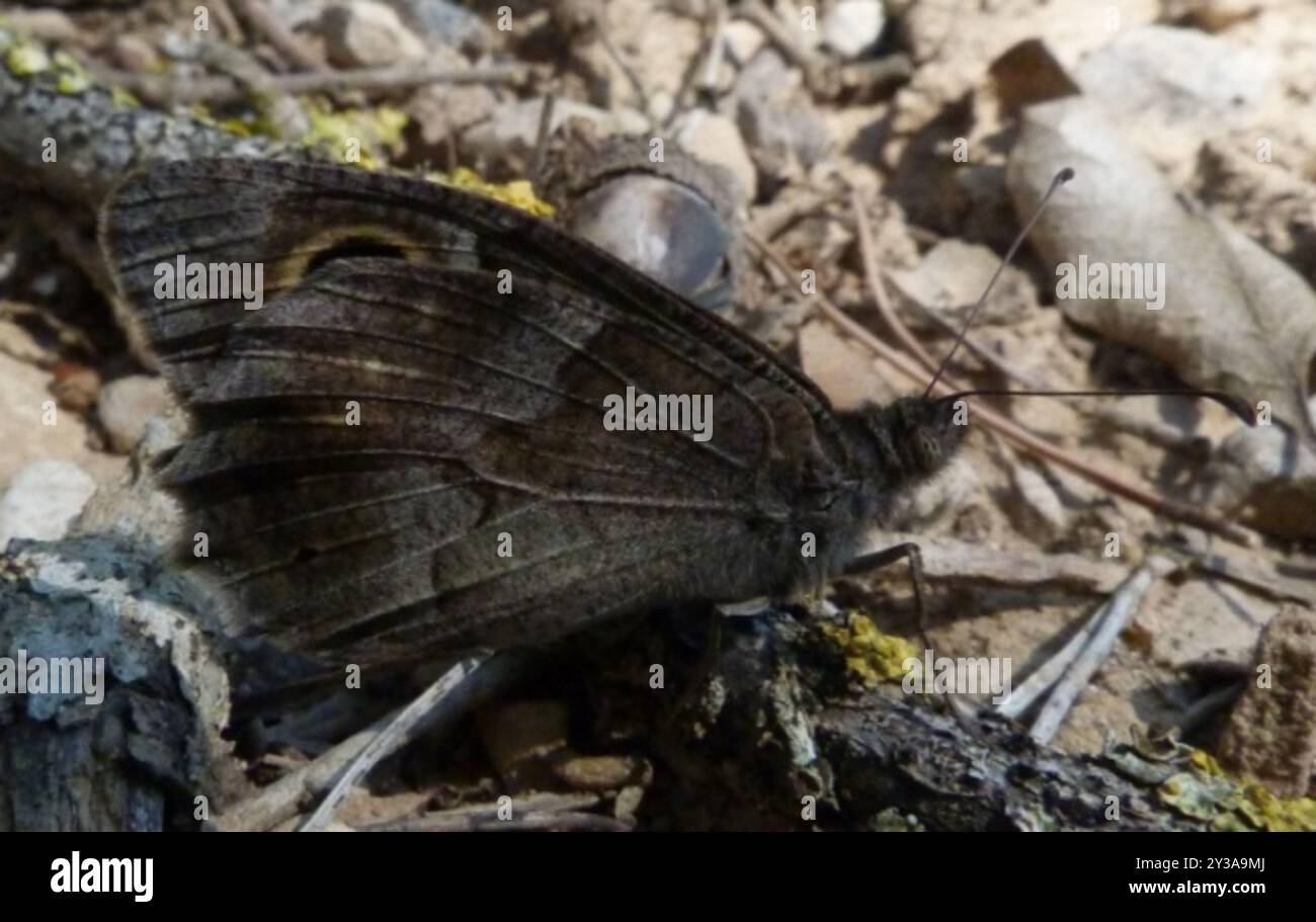 Tree Grayling (Hipparchia statilinus) Insecta Stock Photo - Alamy
