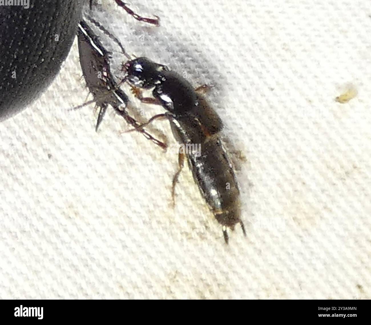 Rove Beetles (Staphylinidae) Insecta Stock Photo - Alamy