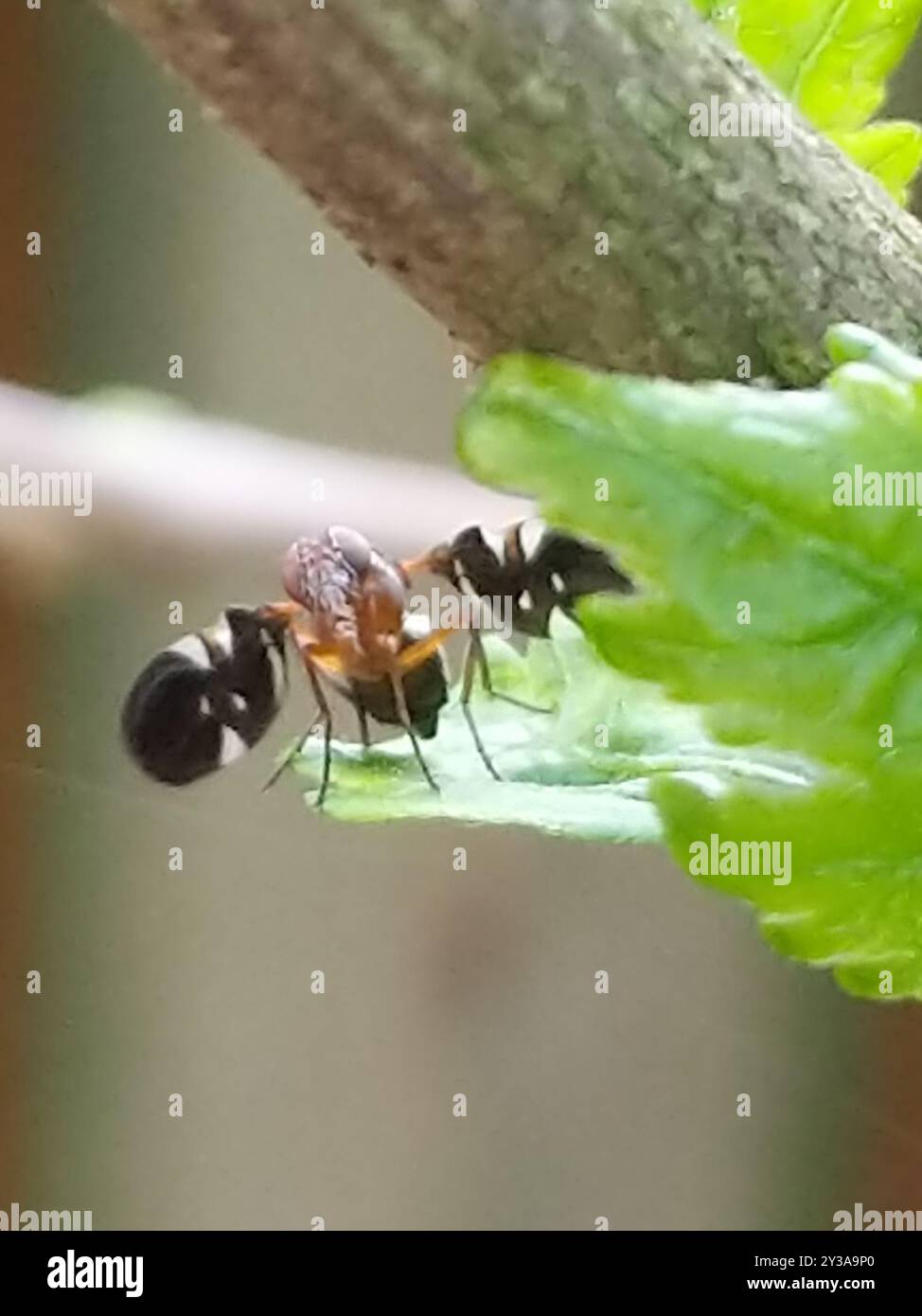 Common Picture-winged Fly (Delphinia picta) Insecta Stock Photo - Alamy