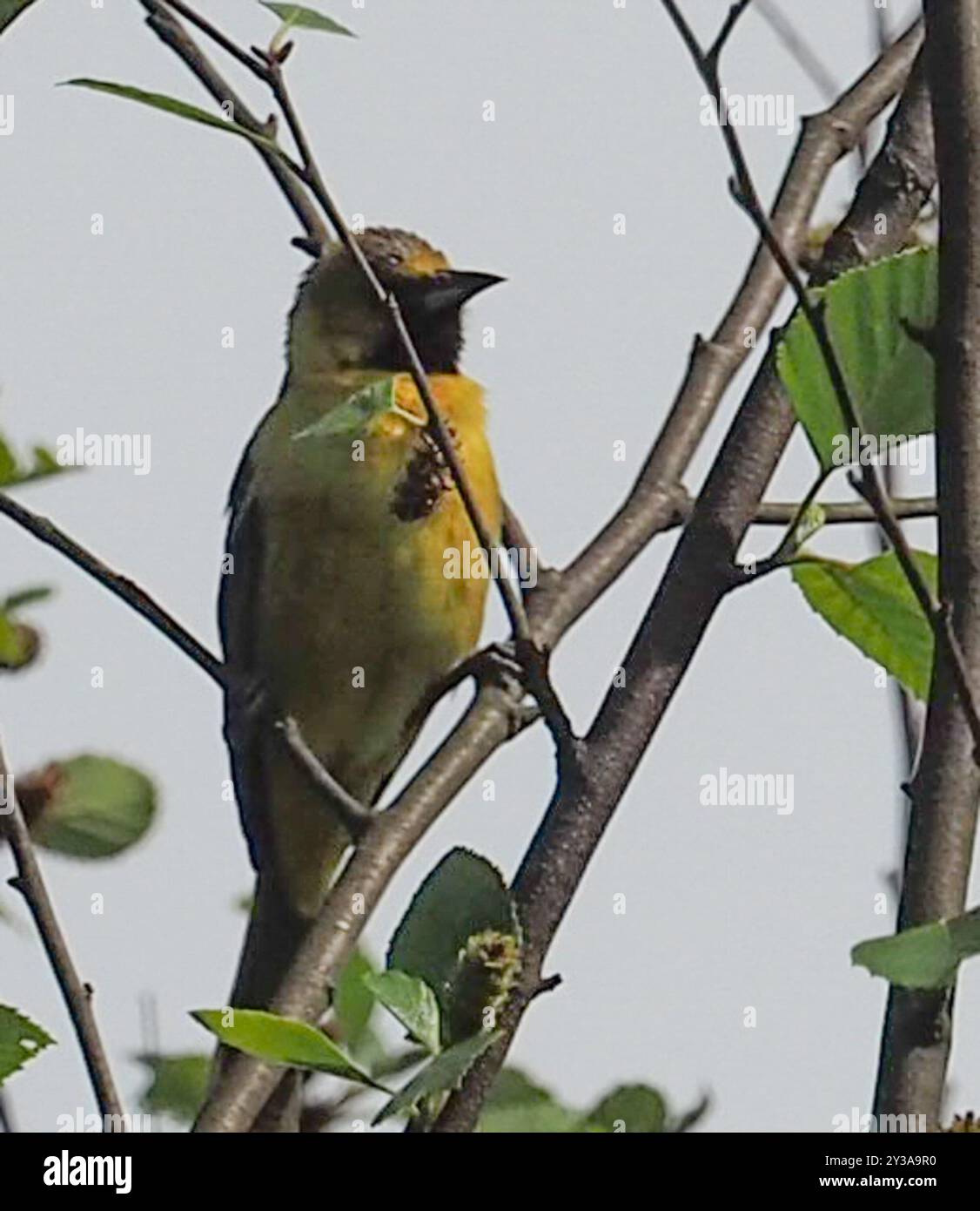 Orchard Oriole (Icterus spurius) Aves Stock Photo - Alamy