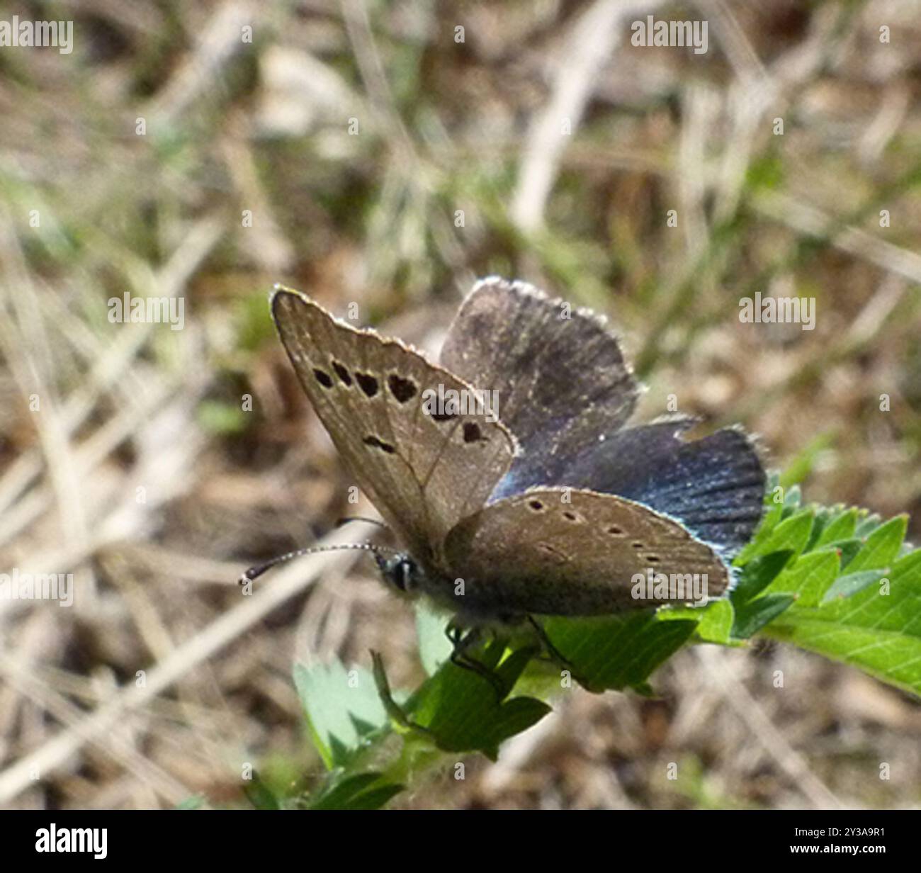 Black-eyed Blue (Glaucopsyche melanops) Insecta Stock Photo - Alamy