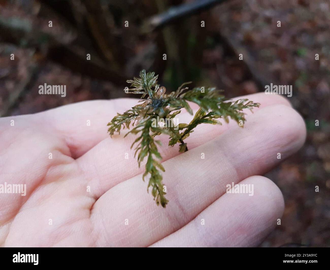 Palm-tree Moss (Plagiomnium undulatum) Plantae Stock Photo - Alamy