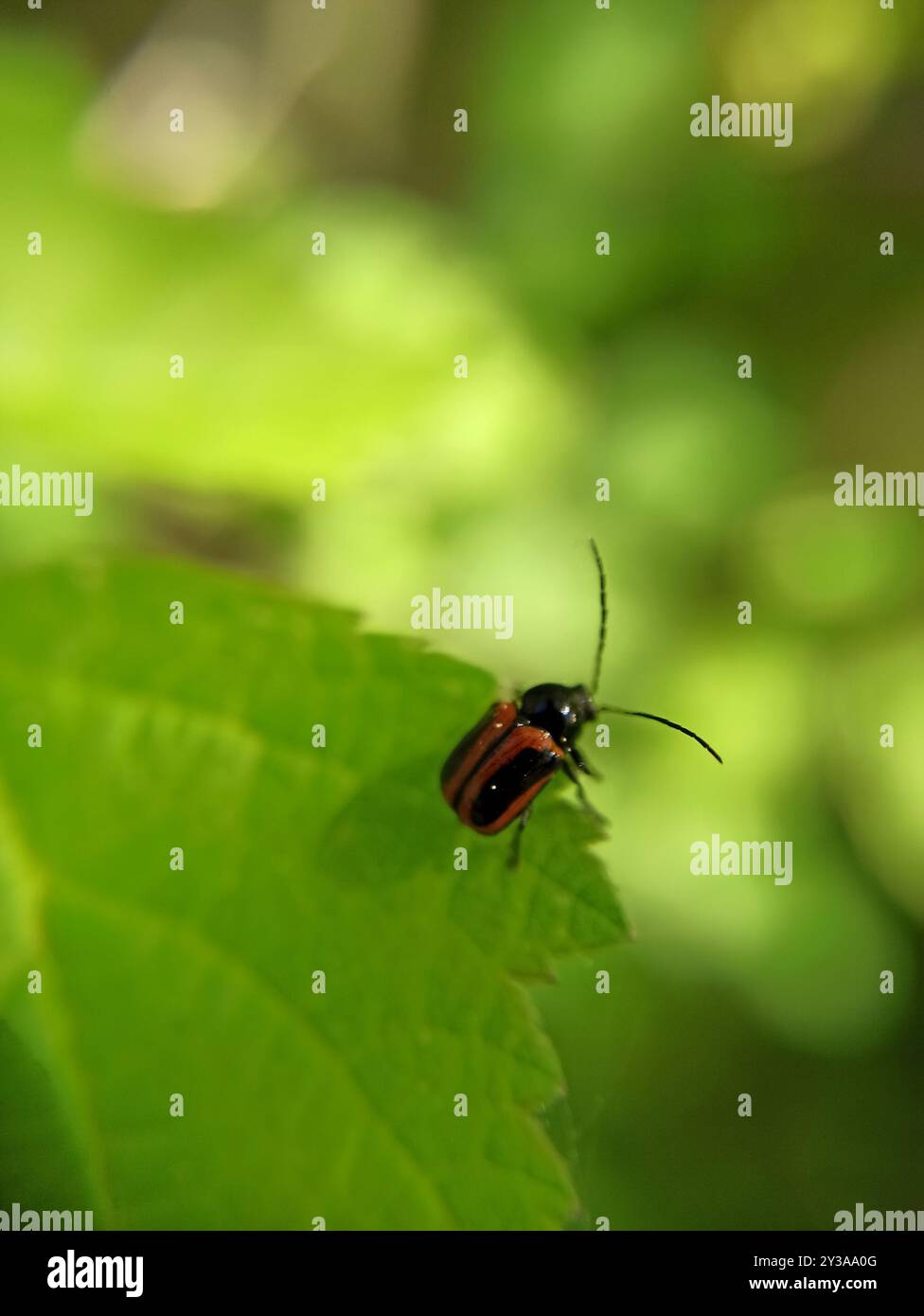 black-and-red pot beetle (Cryptocephalus bipunctatus) Insecta Stock ...