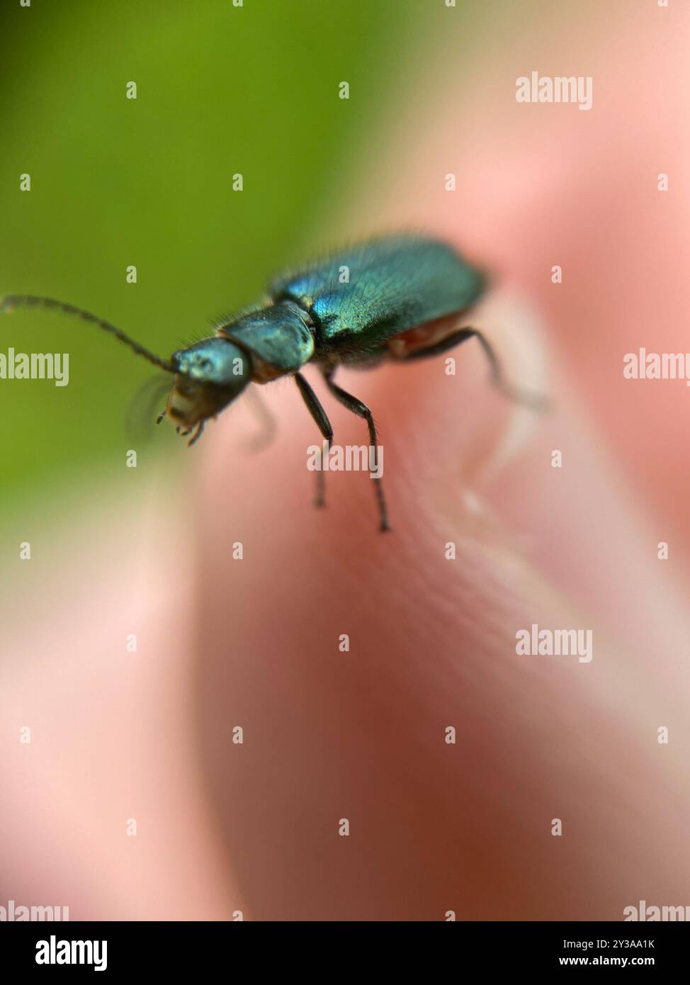 Common Malachite-beetle (Malachius bipustulatus) Insecta Stock Photo - Alamy