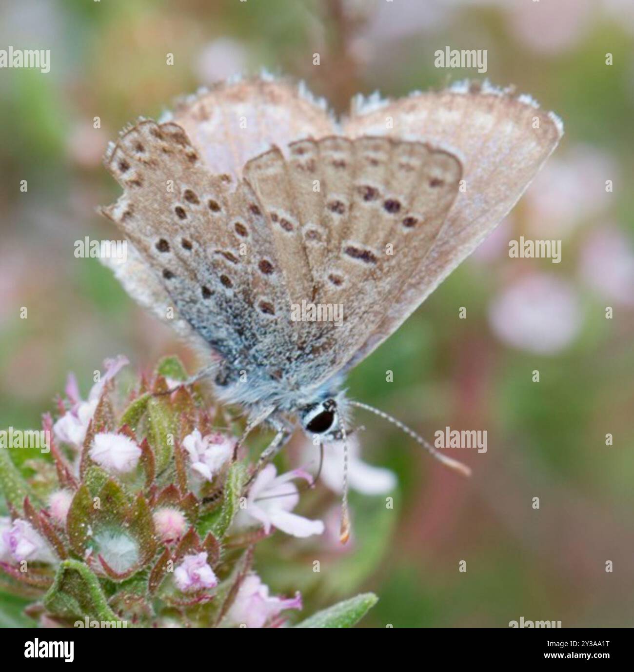 Panoptes Blue (Pseudophilotes panoptes) Insecta Stock Photo - Alamy