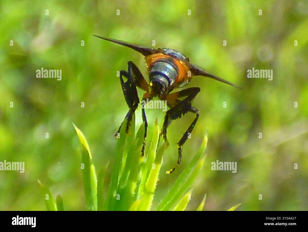 Swift Feather-legged Fly (Trichopoda pennipes) Insecta Stock Photo - Alamy