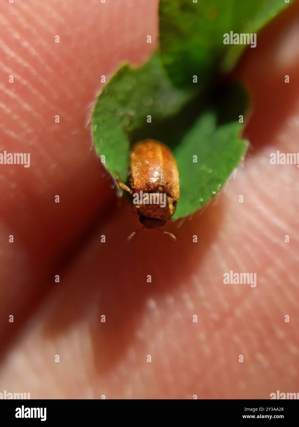 Raspberry Beetle (Byturus tomentosus) Insecta Stock Photo - Alamy