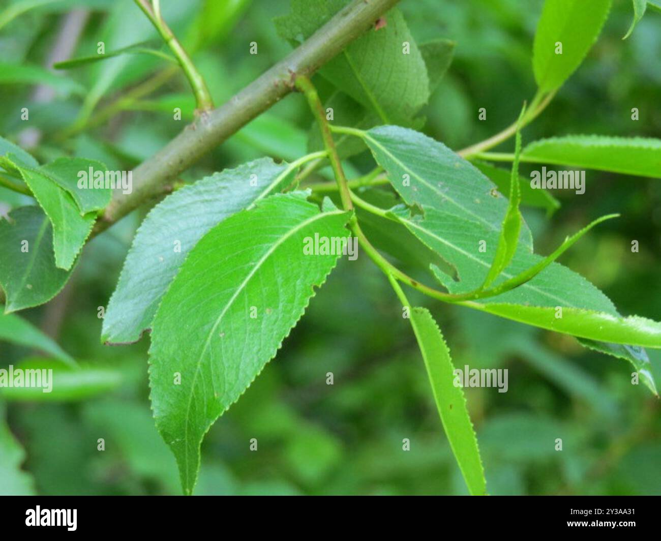 hybrid crack willow (Salix × fragilis) Plantae Stock Photo - Alamy
