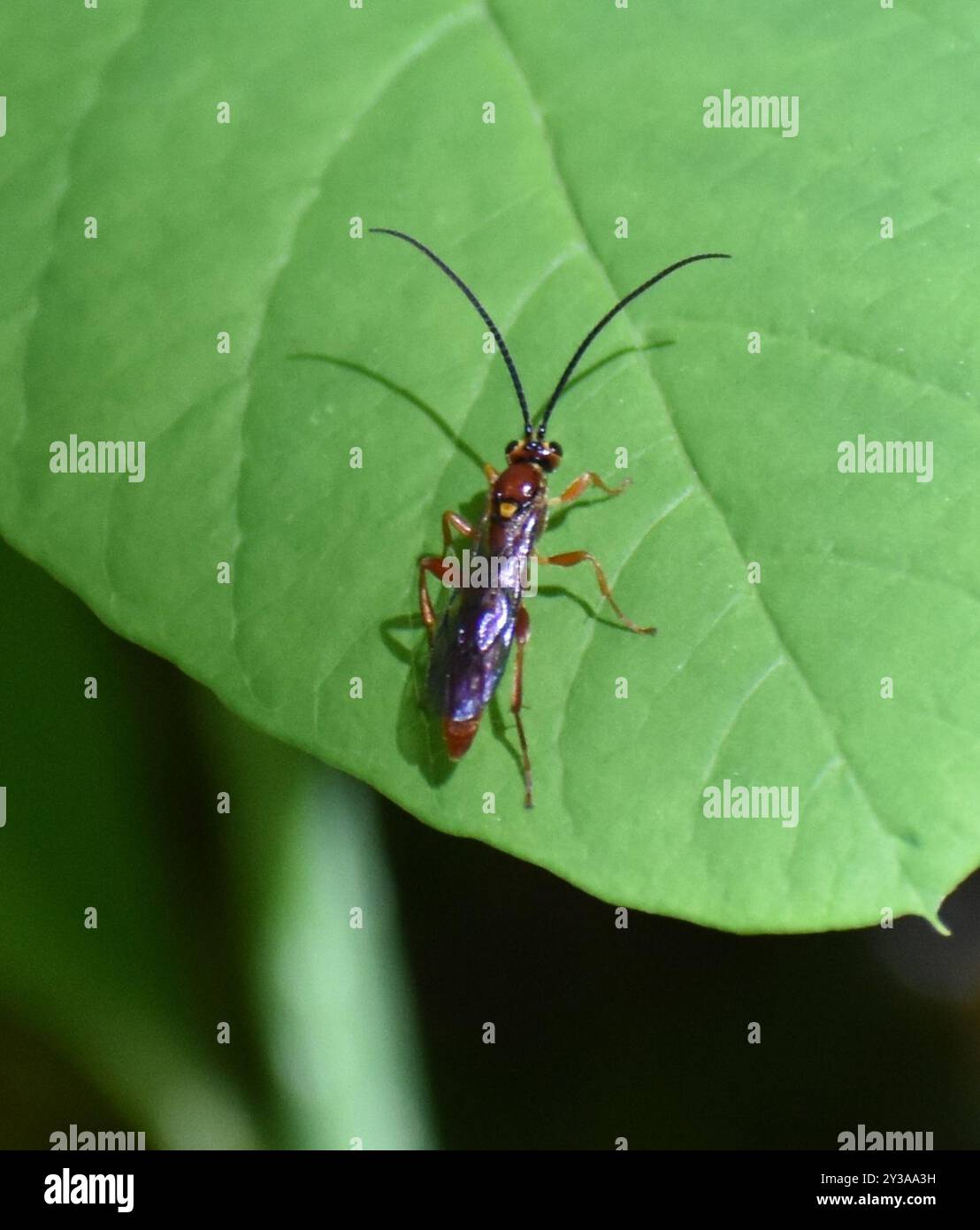 Ichneumonid and Braconid Wasps (Ichneumonoidea) Insecta Stock Photo - Alamy