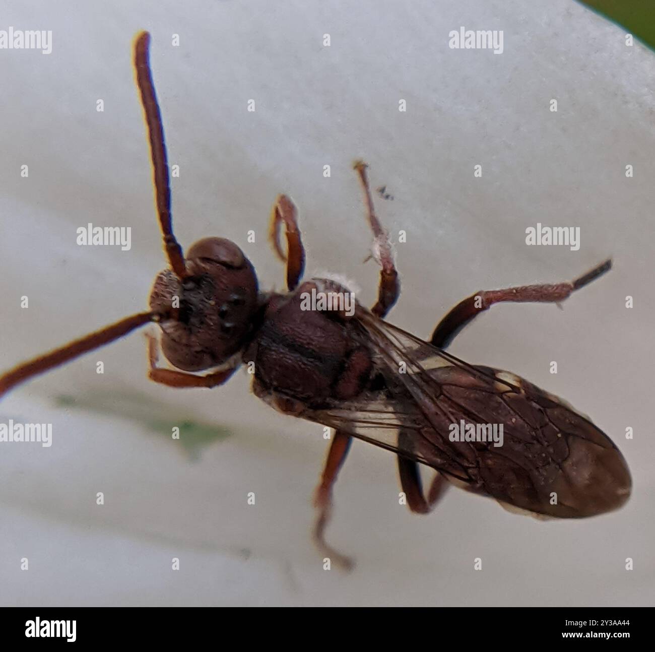 Nomad Bees (Nomada) Insecta Stock Photo - Alamy
