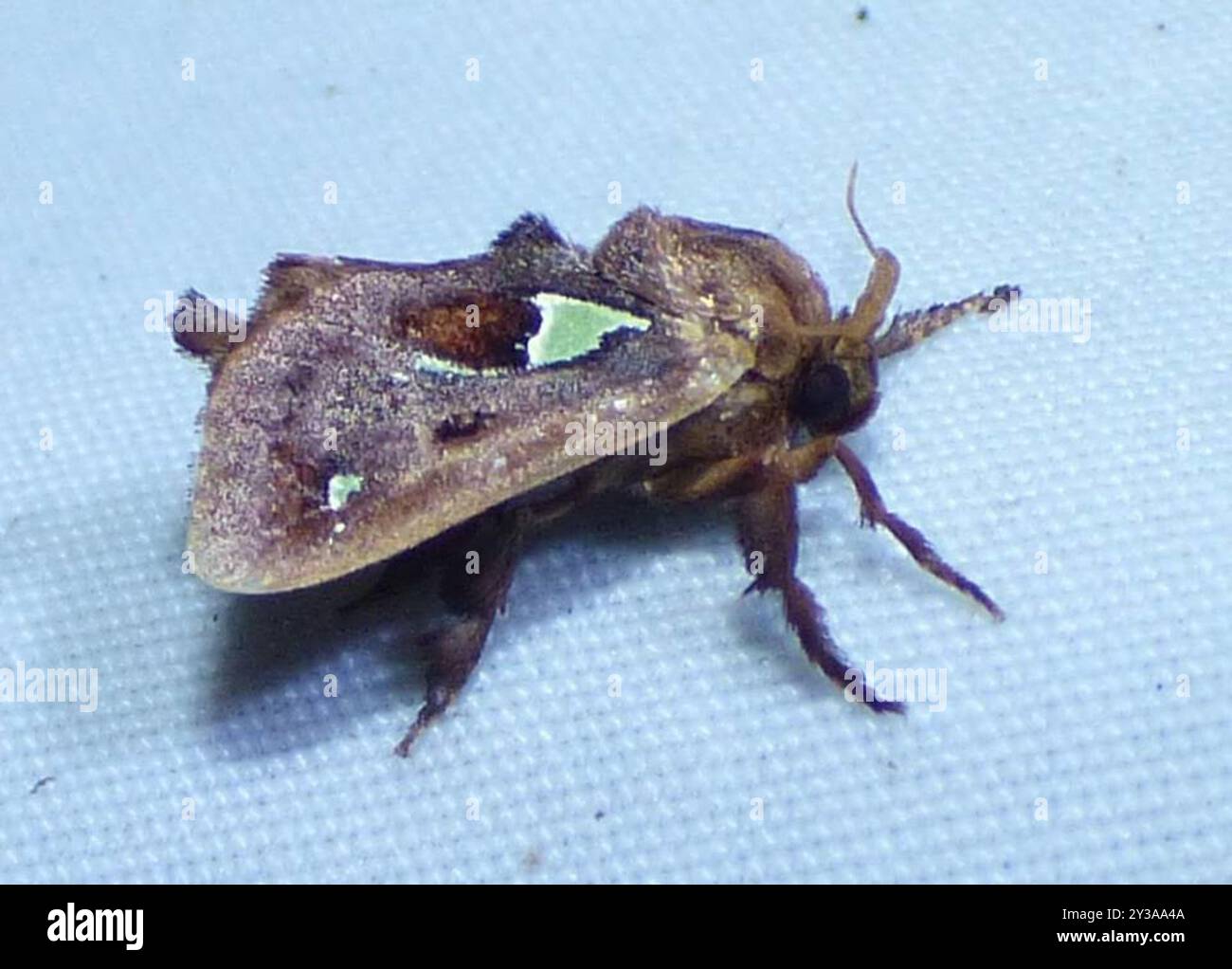 Spiny Oak-slug Moth (Euclea delphinii) Insecta Stock Photo - Alamy