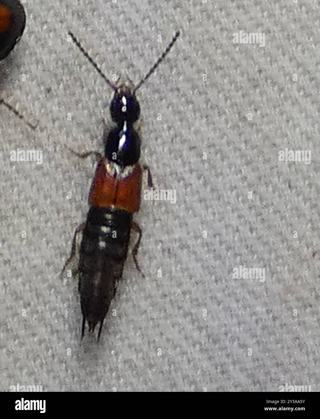 Rove Beetles (Staphylinidae) Insecta Stock Photo - Alamy