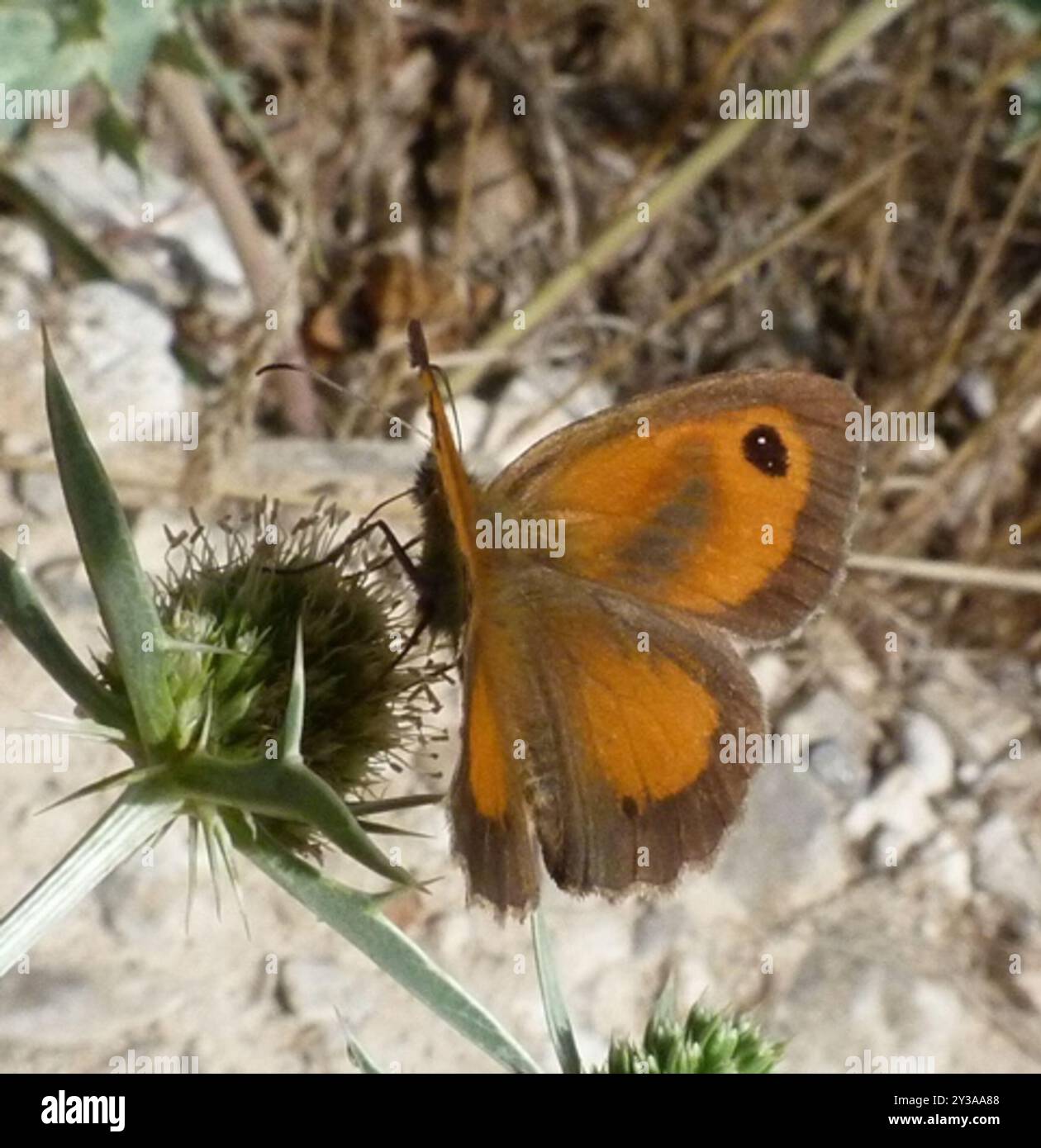 Gatekeeper (Pyronia tithonus) Insecta Stock Photo - Alamy