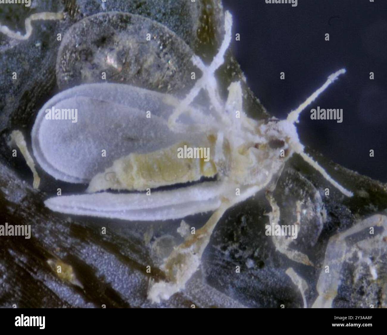 Whiteflies (Aleyrodidae) Insecta Stock Photo - Alamy