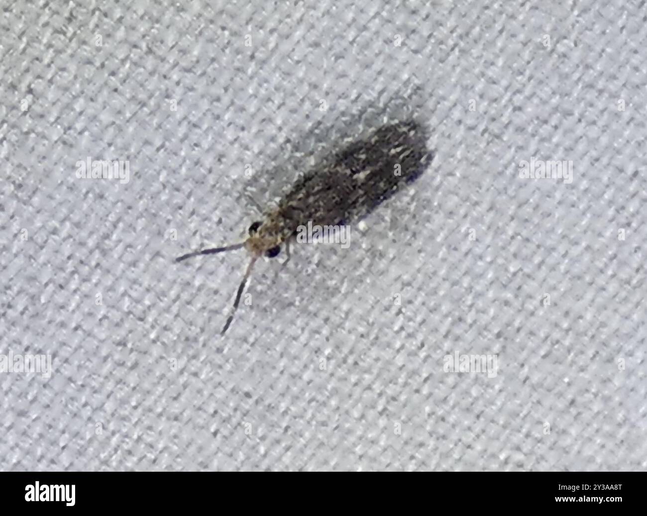 Microcaddisflies (Hydroptilidae) Insecta Stock Photo - Alamy
