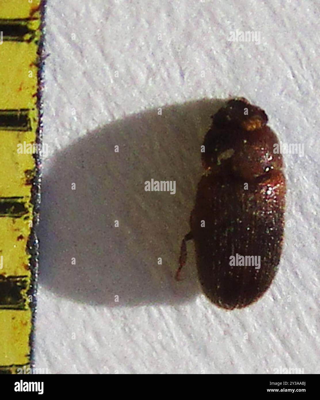 False Skin Beetles (Biphyllidae) Insecta Stock Photo - Alamy