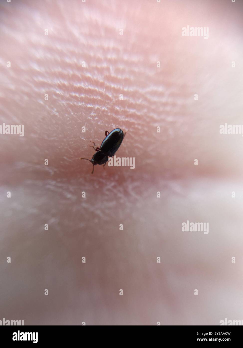 Histeroides hi-res stock photography and images - Alamy