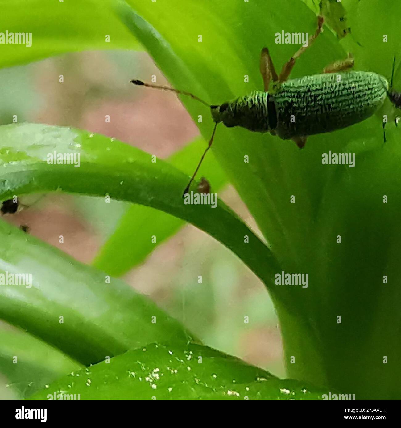 Green Immigrant Leaf Weevil (Polydrusus formosus) Insecta Stock Photo ...