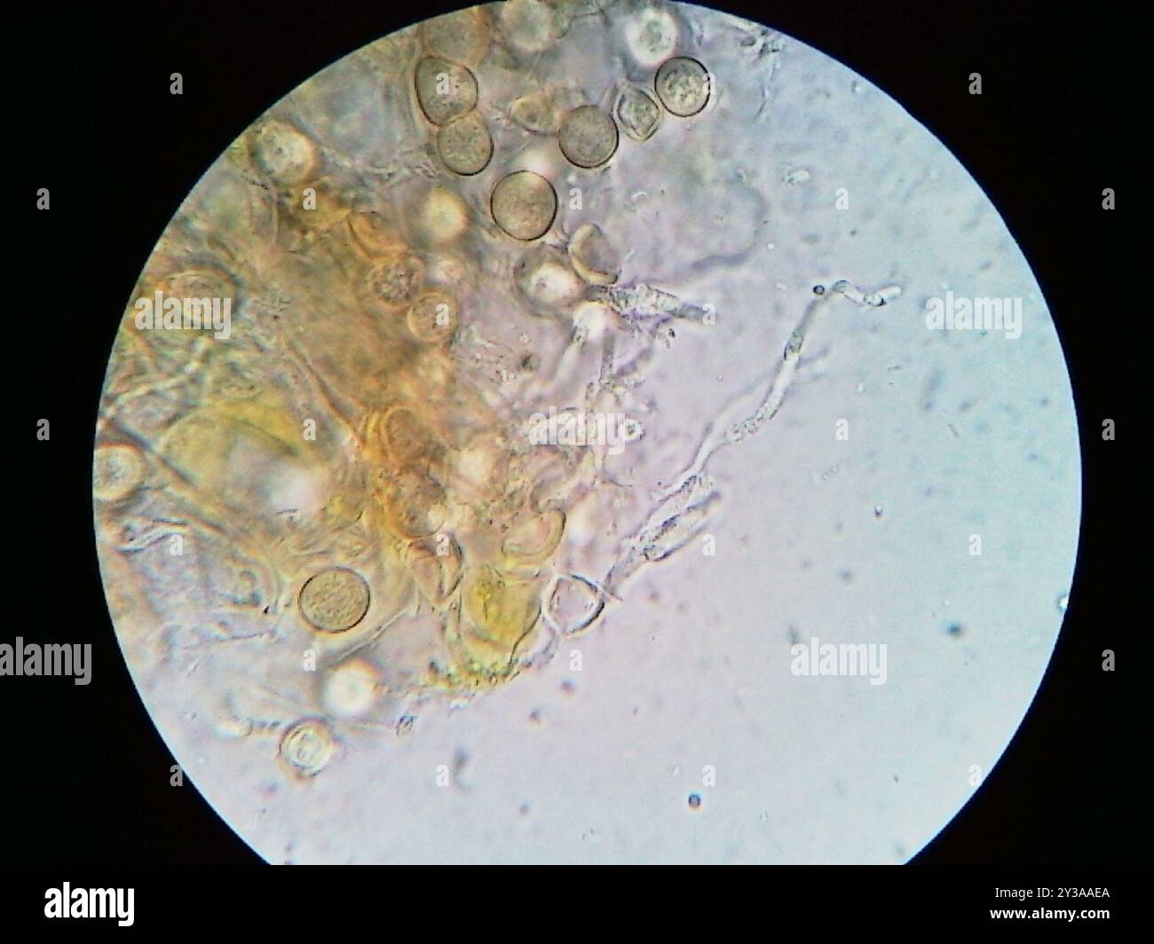 rust fungi (Pucciniales) Fungi Stock Photo - Alamy