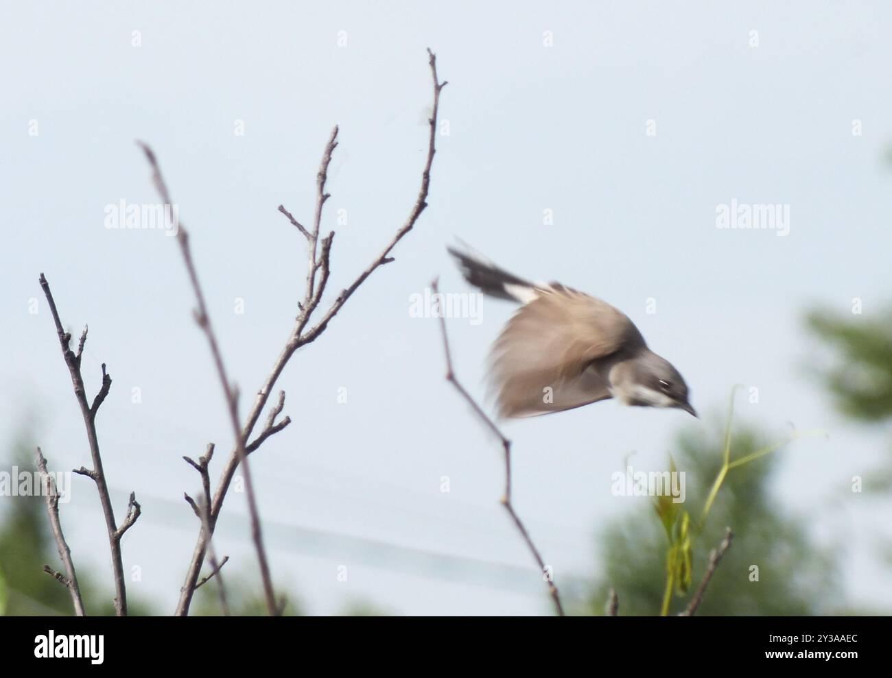 Lesser Whitethroat (Curruca curruca) Aves Stock Photo - Alamy