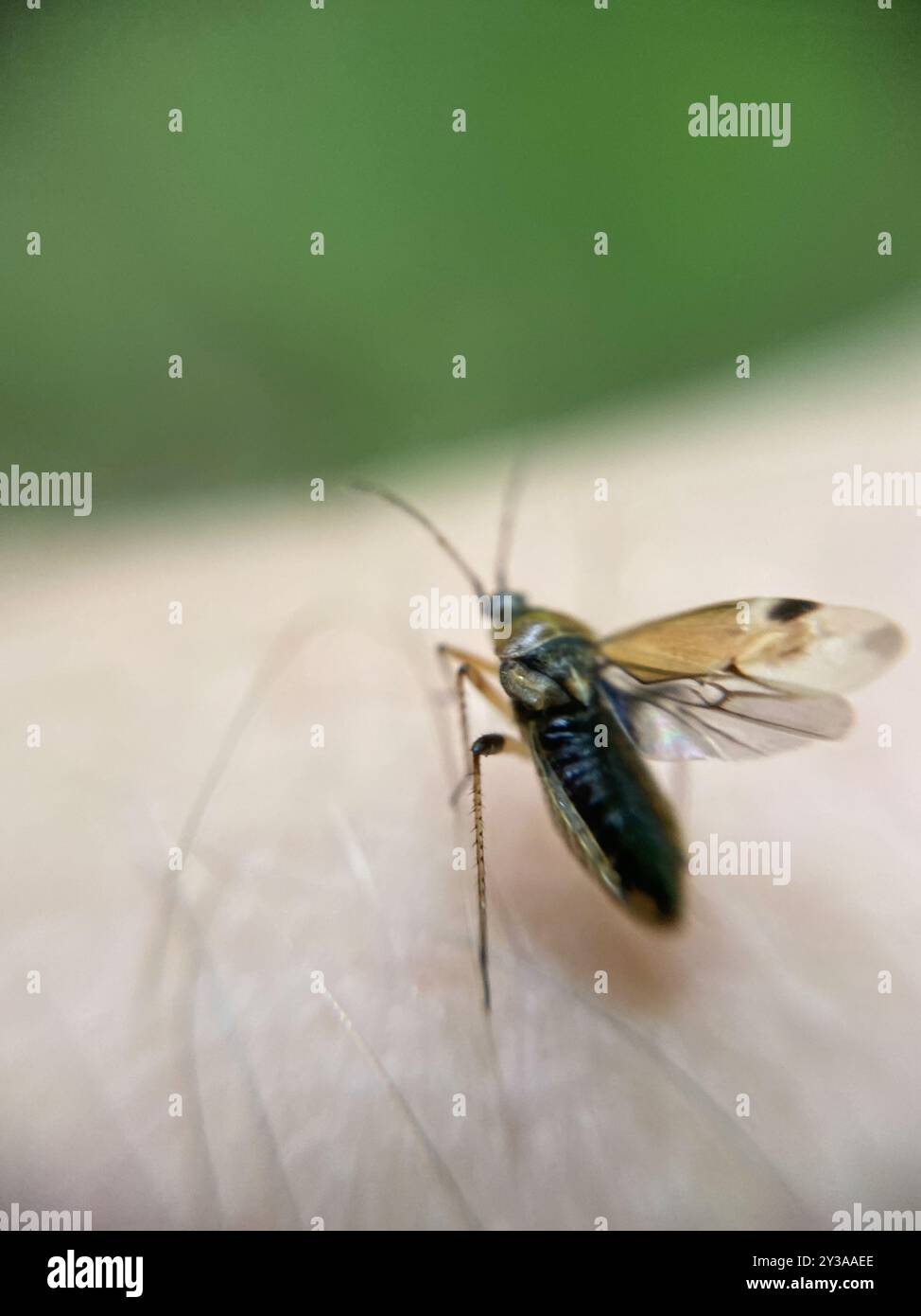 handsome plant bug (Harpocera thoracica) Insecta Stock Photo - Alamy
