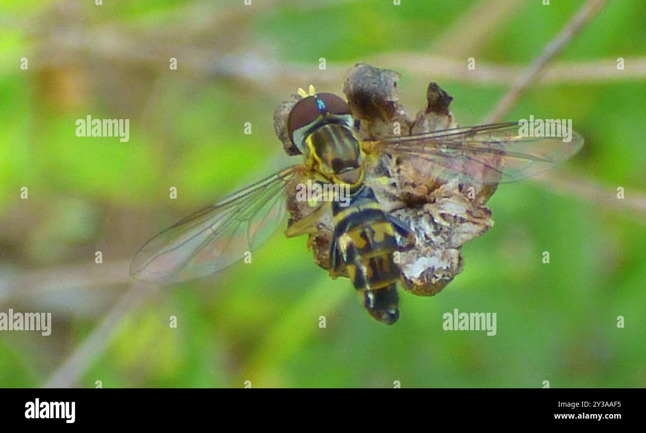 Eastern Calligrapher (Toxomerus geminatus) Insecta Stock Photo - Alamy