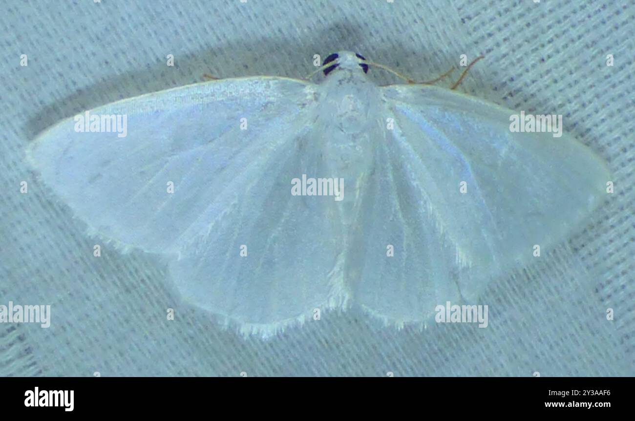 White Spring Moth (Lomographa vestaliata) Insecta Stock Photo - Alamy