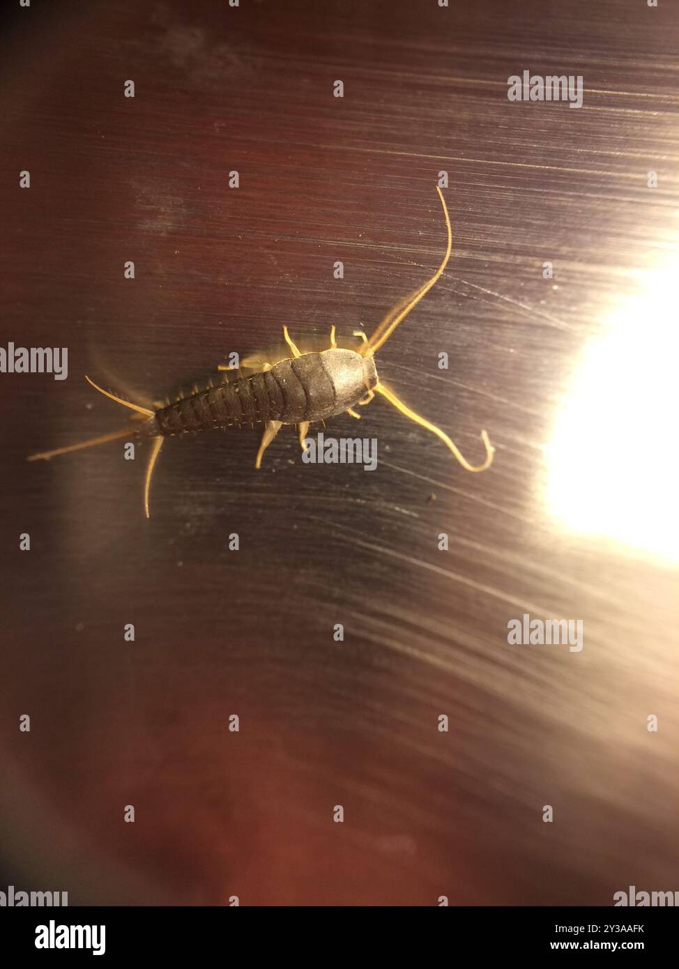 Common Silverfish (Lepisma saccharinum) Insecta Stock Photo - Alamy