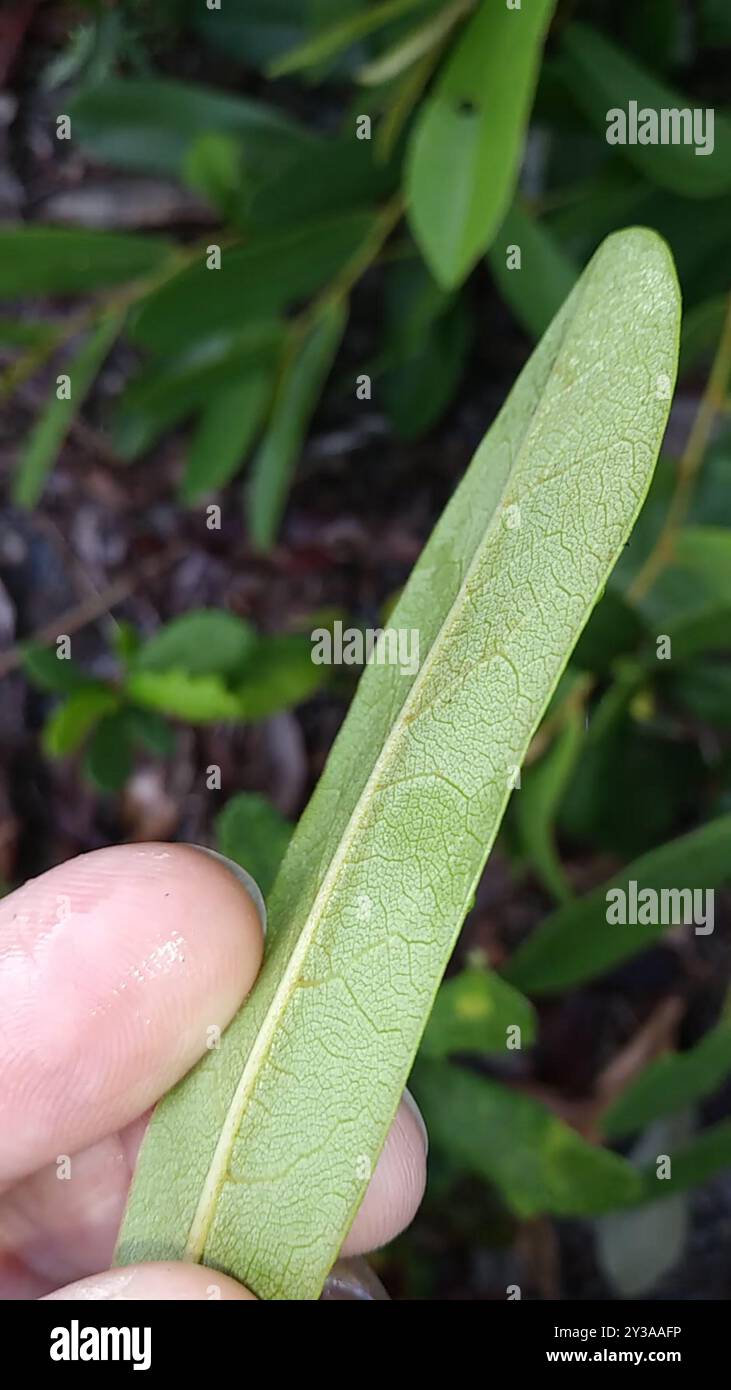 netted pawpaw (Asimina reticulata) Plantae Stock Photo - Alamy