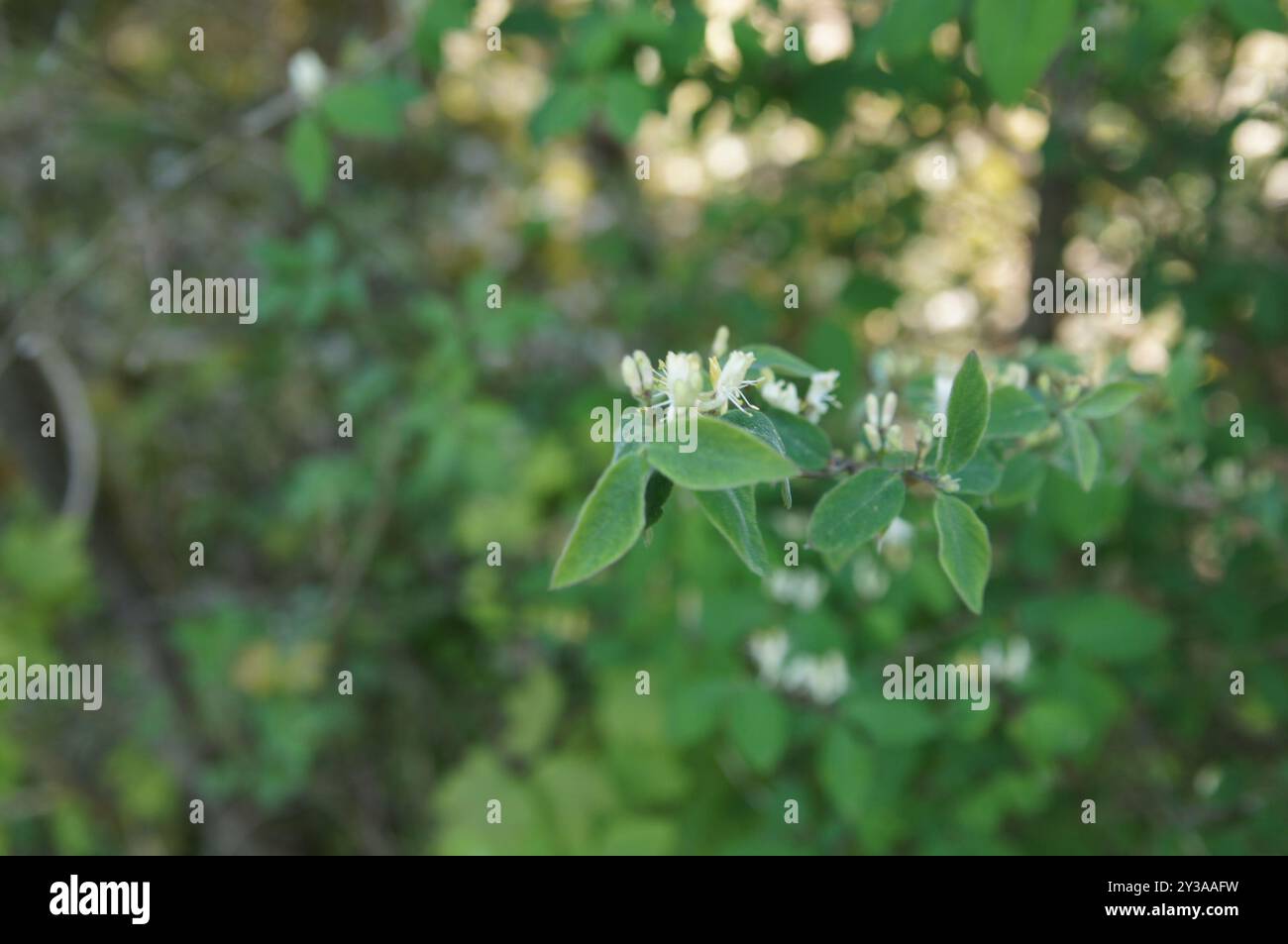Fly Honeysuckle (Lonicera xylosteum) Plantae Stock Photo - Alamy