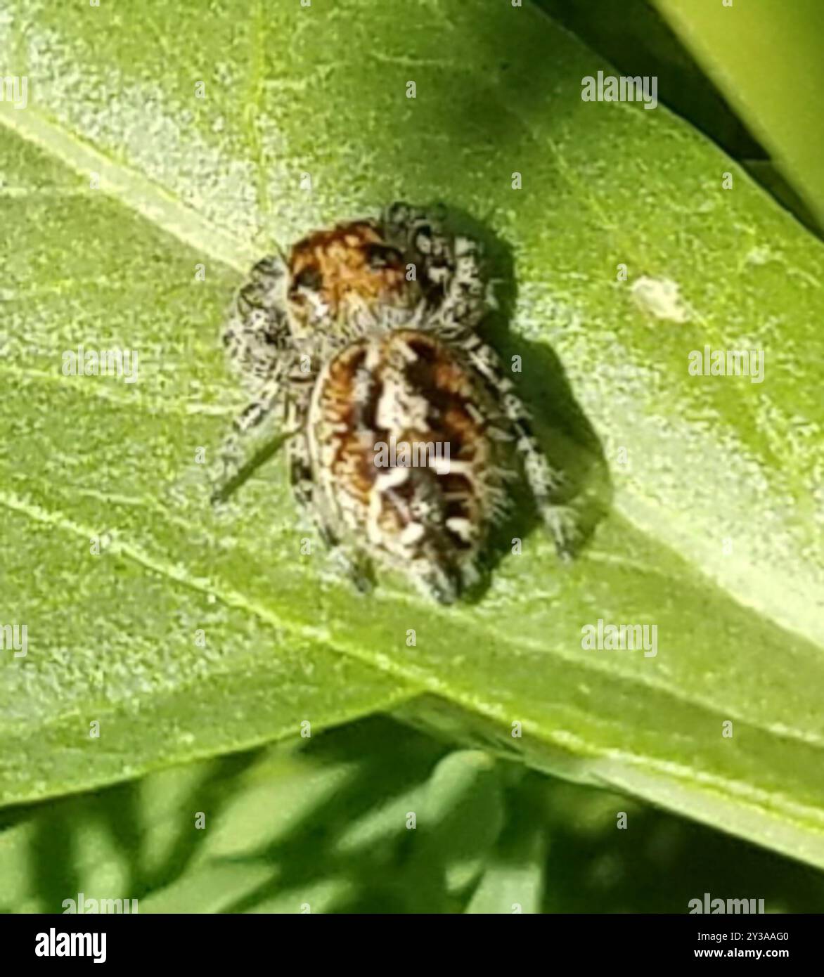 Hairy Tufted Jumping Spider (Phidippus comatus) Arachnida Stock Photo ...