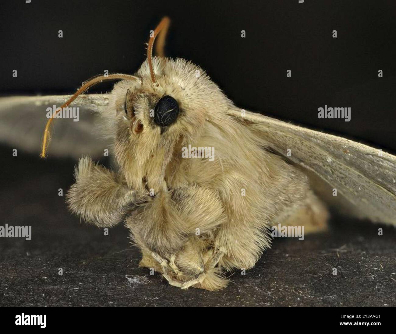 False Wainscot (Leucania pseudargyria) Insecta Stock Photo - Alamy