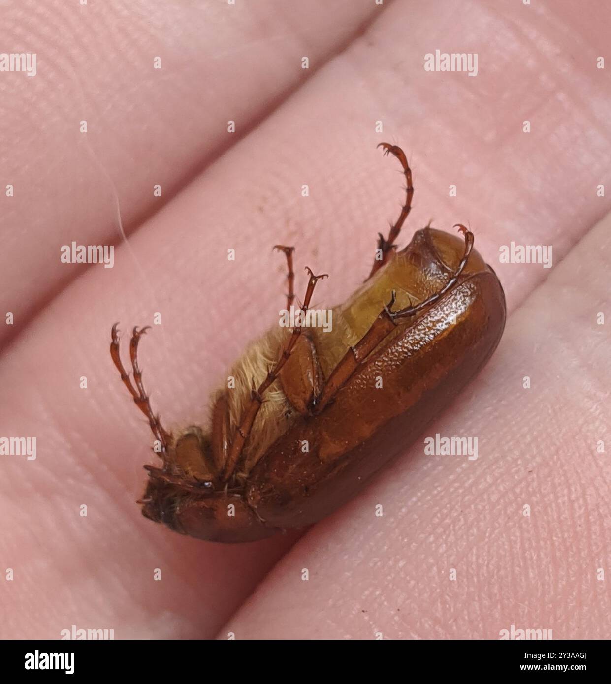(Phyllophaga futilis) Insecta Stock Photo - Alamy