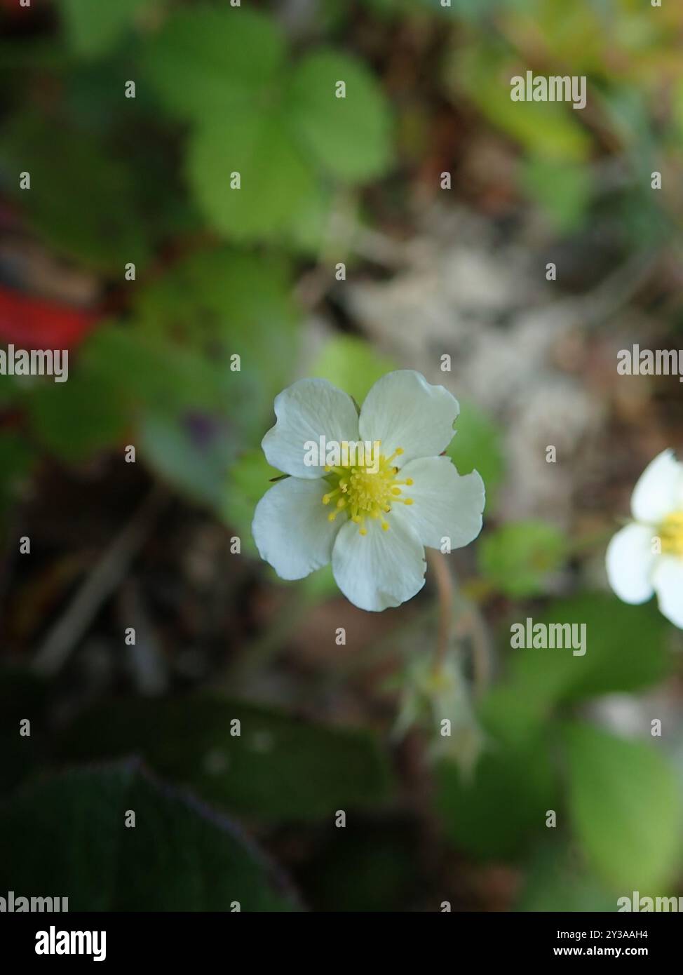 Virginia strawberry (Fragaria virginiana) Plantae Stock Photo - Alamy