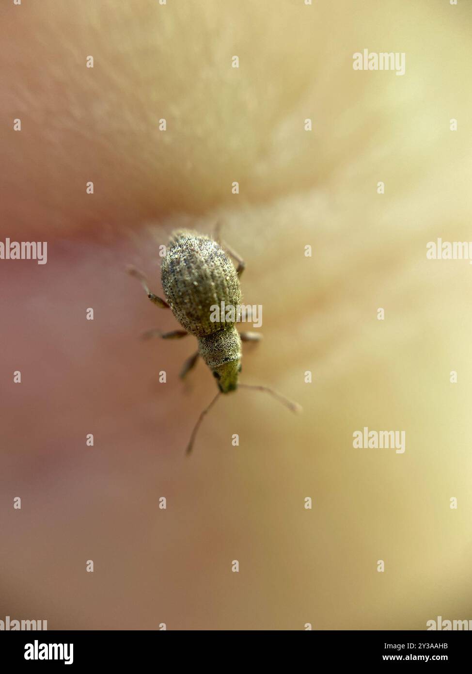 Strawberry Root Weevil (Sciaphilus asperatus) Insecta Stock Photo - Alamy