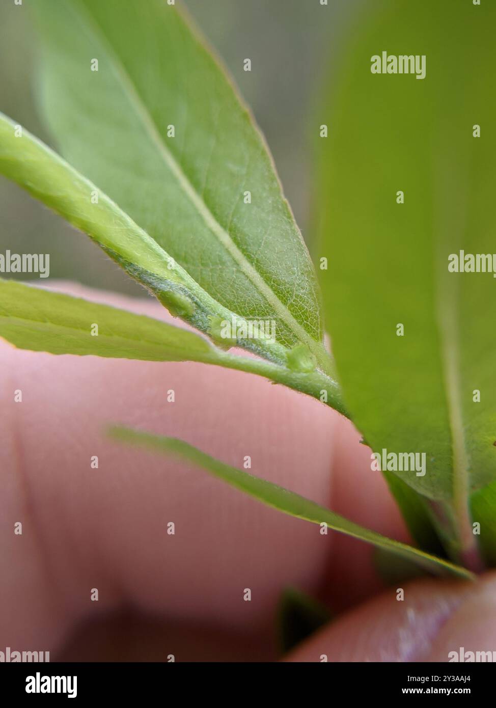 pussy willow (Salix discolor) Plantae Stock Photo - Alamy
