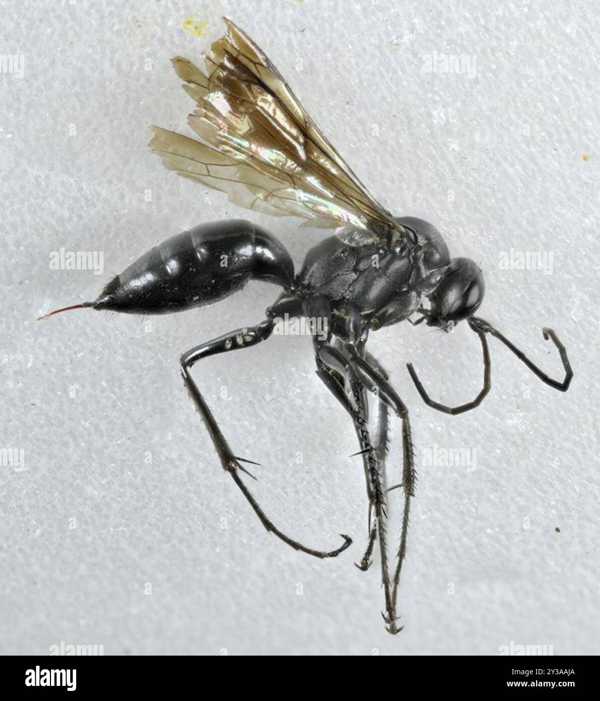 Blue-black Spider Wasps (Anoplius) Insecta Stock Photo - Alamy